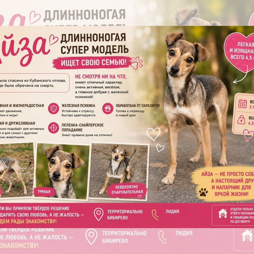 Взрослая собака в добрые руки