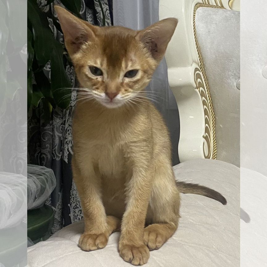 Абиссинский котёнок