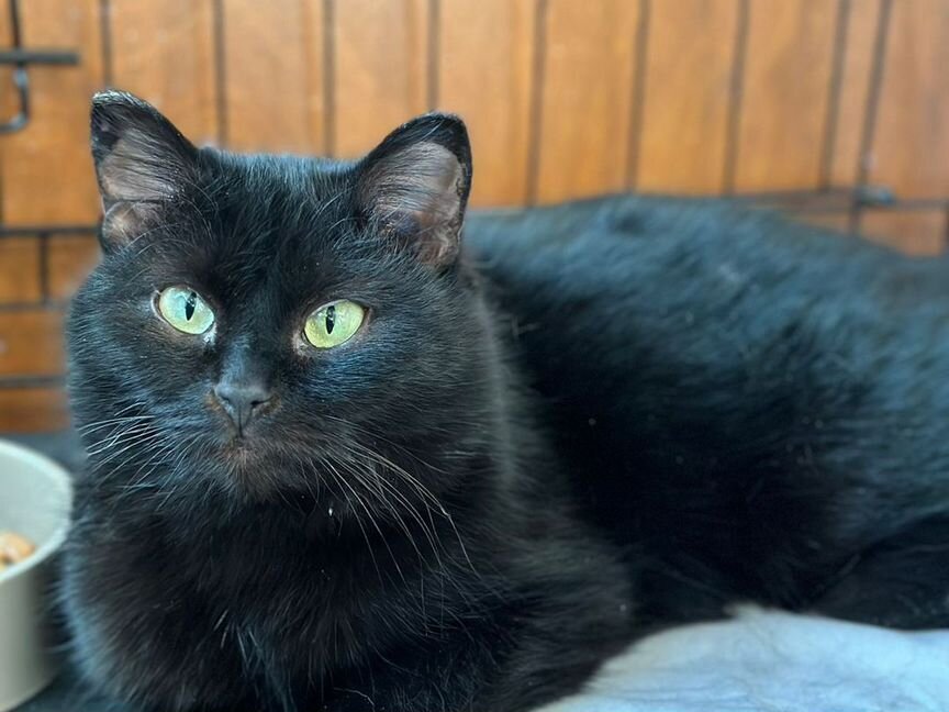 Отдам в хорошие руки кошечку