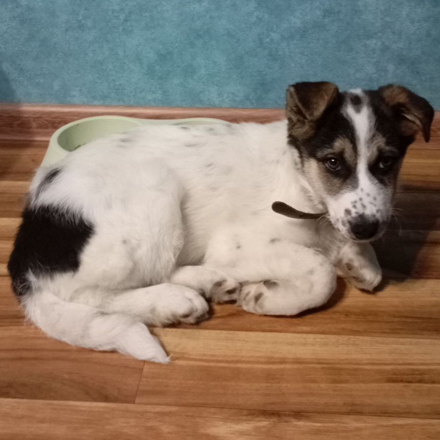 Щенок в добрые руки