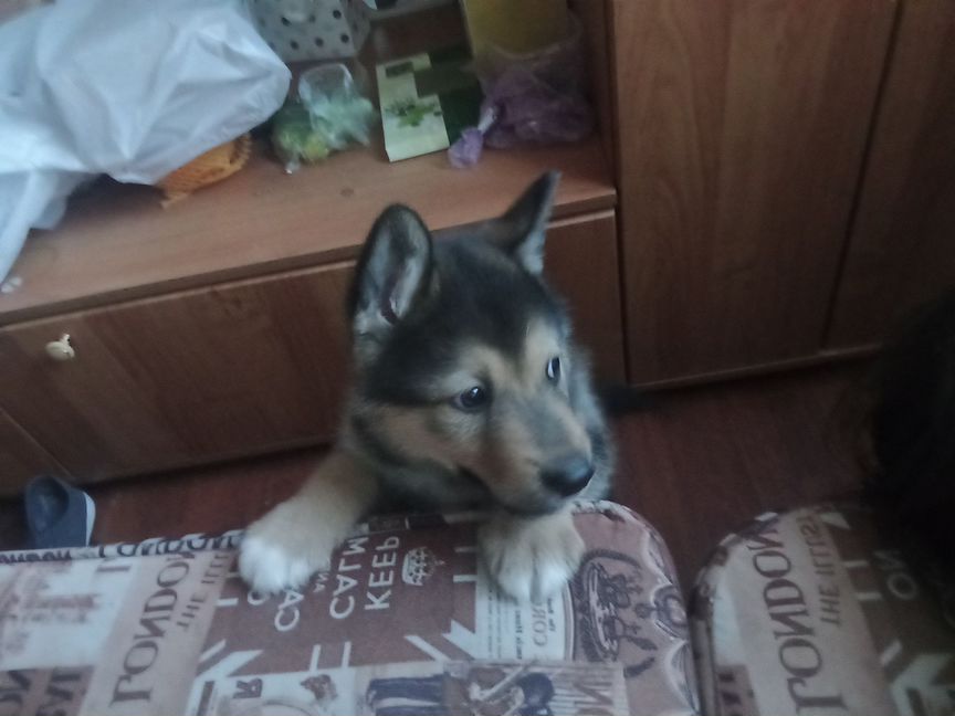 Собака в добрые руки отдам бесплатно щенок