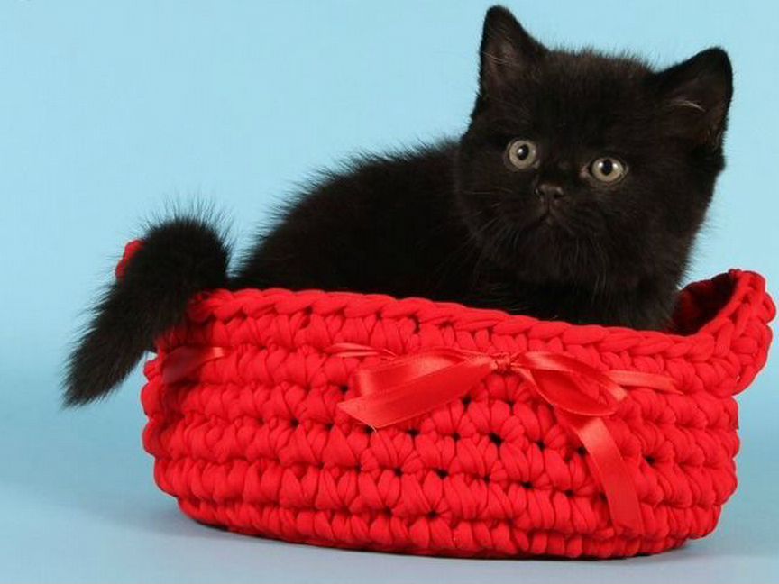 Черные вислоухий и прямоухая котята
