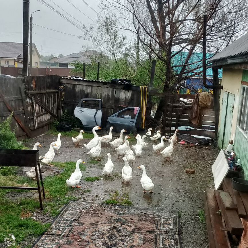 Продам уток живых вывелись в конце марта