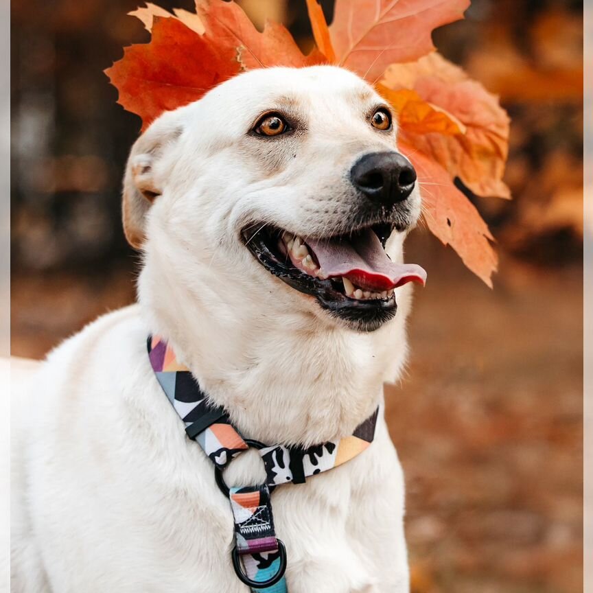 Собака в добрые руки отдам бесплатно. Сия ищет сем