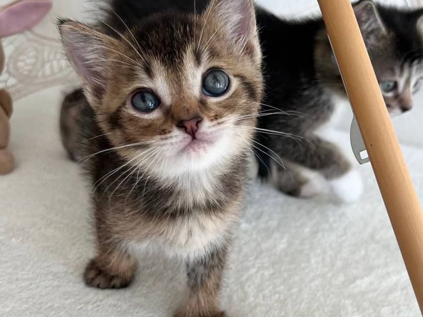 Котята