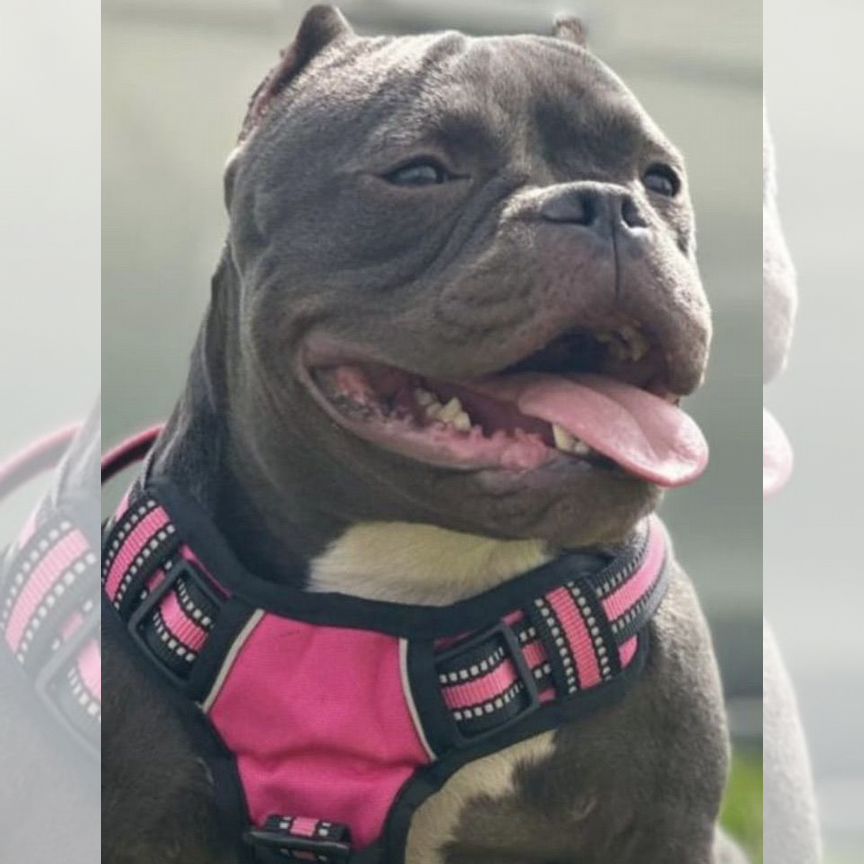 Американский булли, щенок