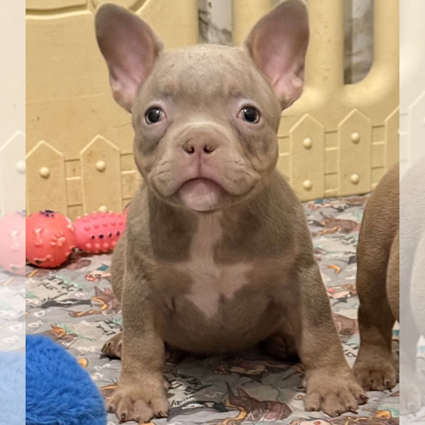 Американский булли, щенок