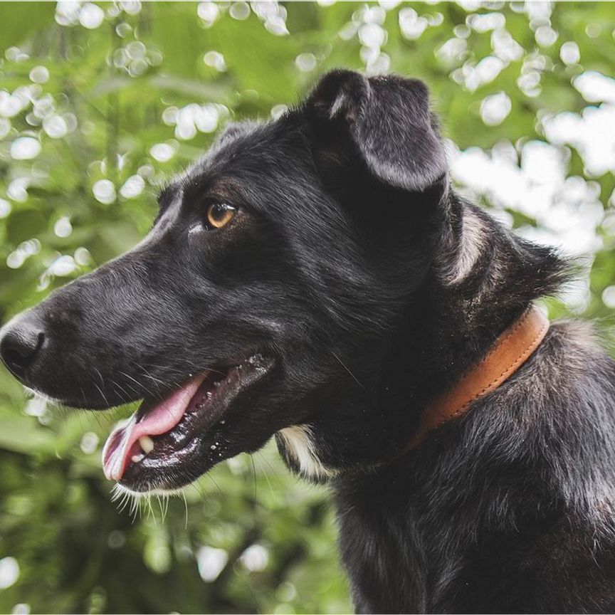 Активная собака чёрного окраса Сажа в добрые руки