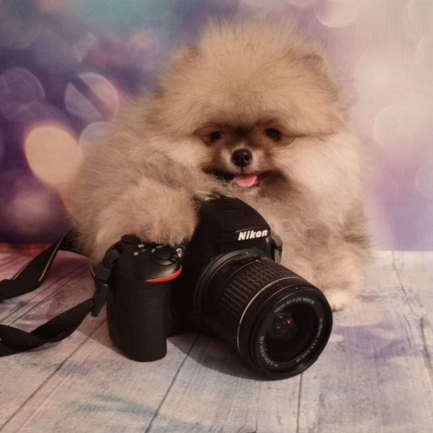 Померанский шпиц мини