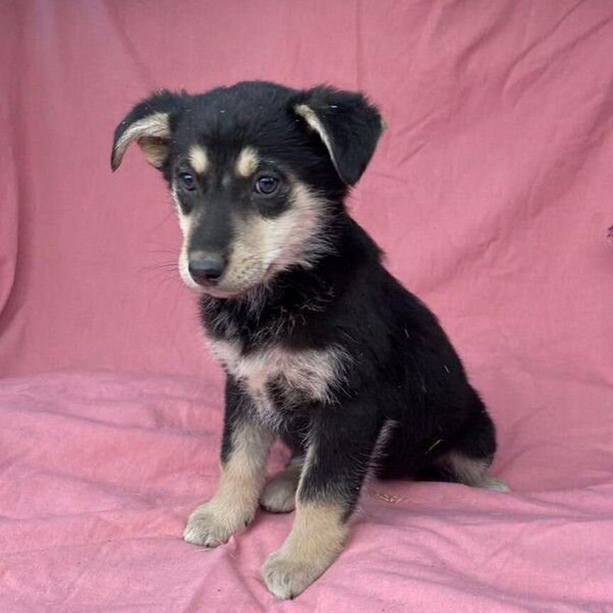 Щенок девочка в добрые руки