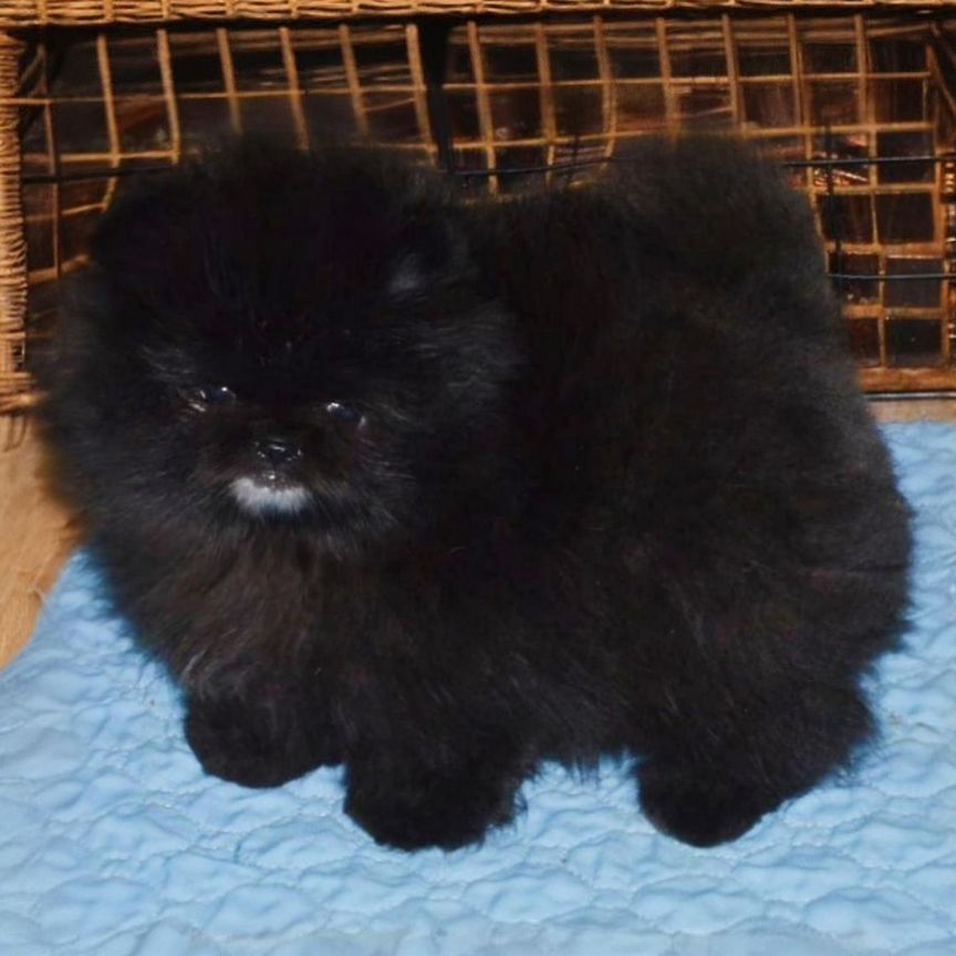 Бомбически красивый Шпиц мальчик