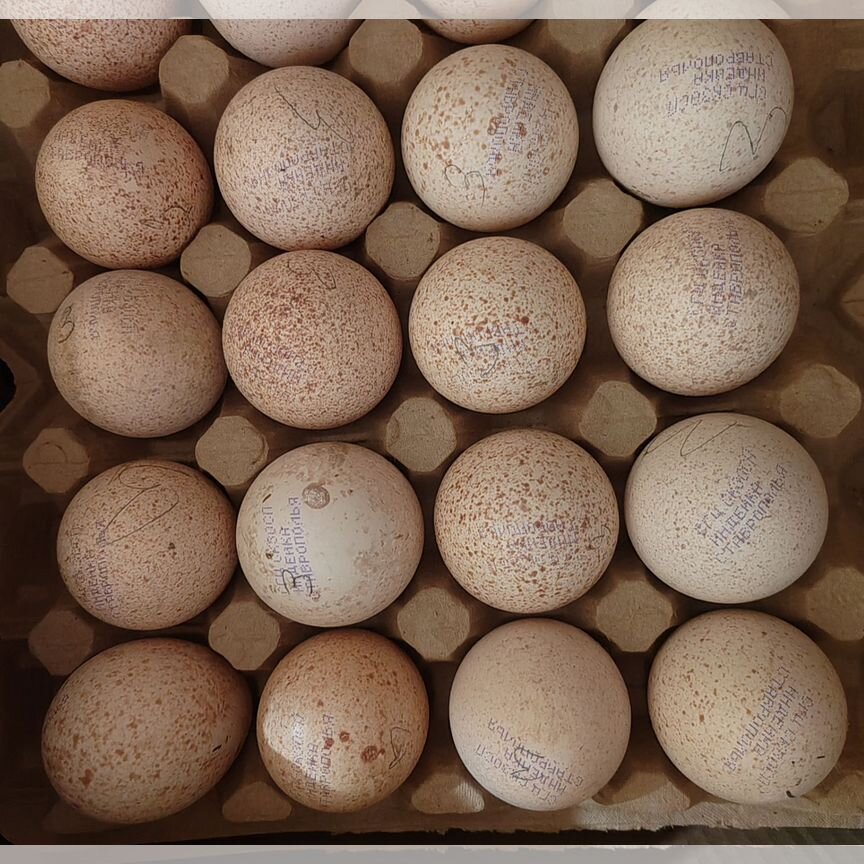 Инкубационное яйцо индейки хайбрид конвертер