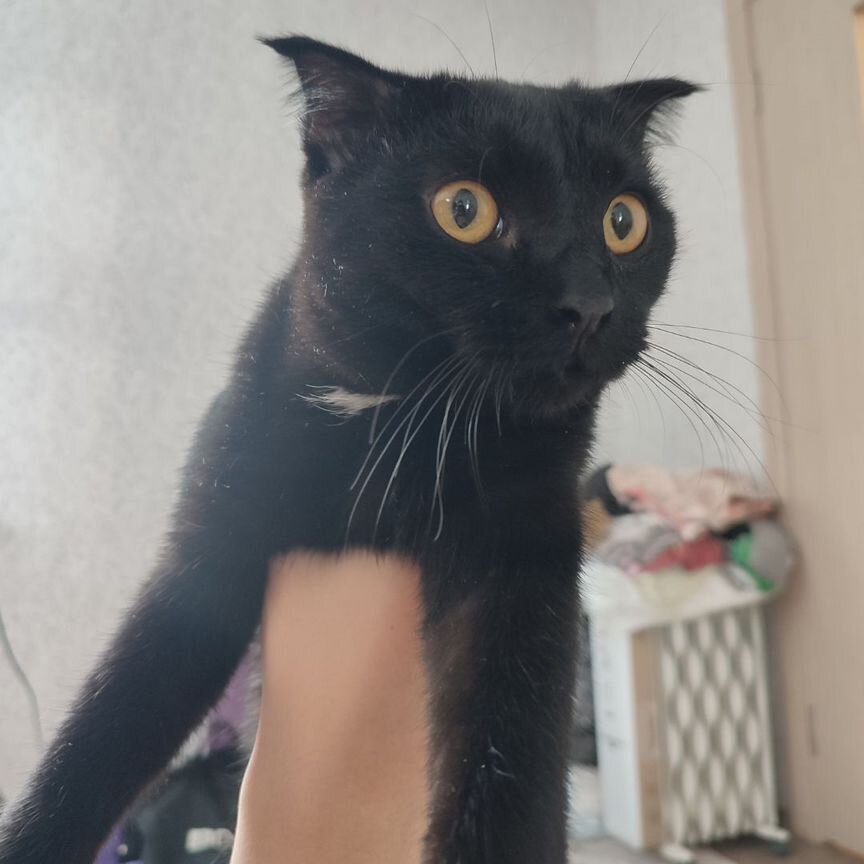 Вислоухий кот