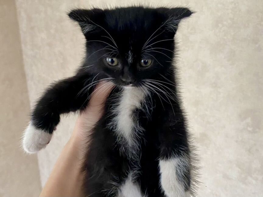 Котята бесплатно