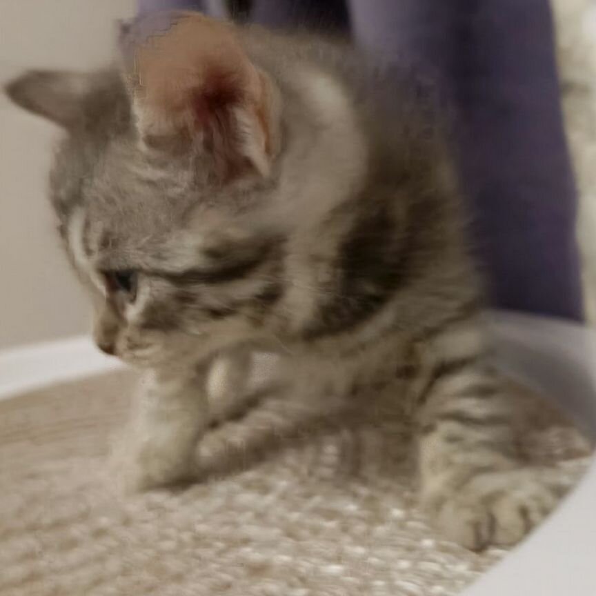 Котёнок в добрые руки