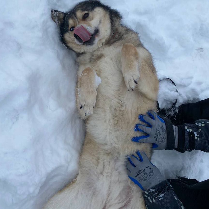 Взрослая собака в добрые руки