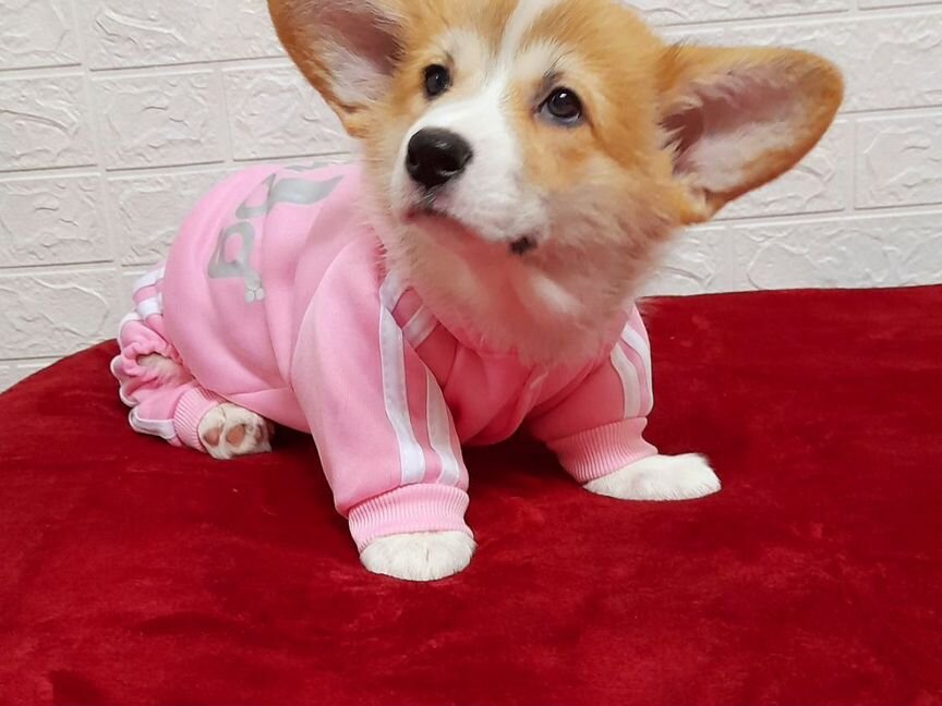 Щенки вельш корги пемброк