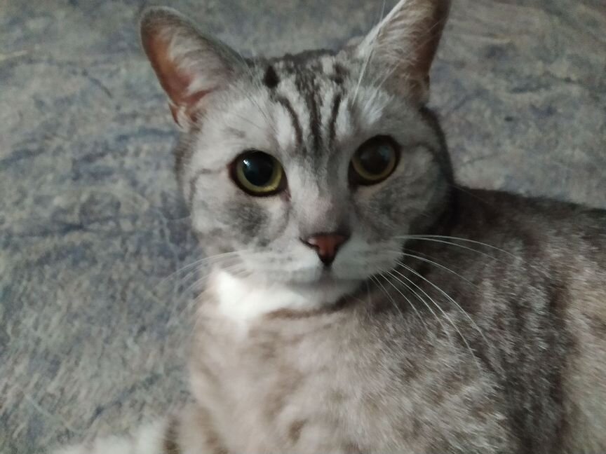 Отдам кота в добрые руки