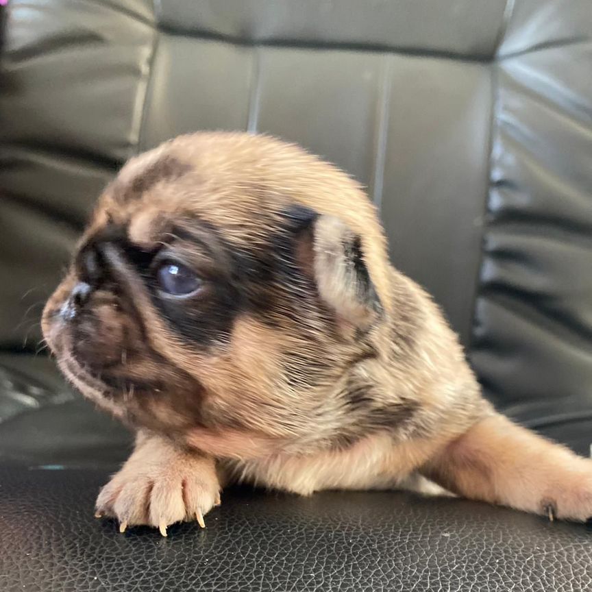 Мопсики Мерль