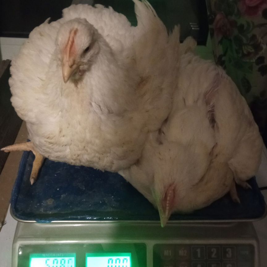 Куры бройлеры