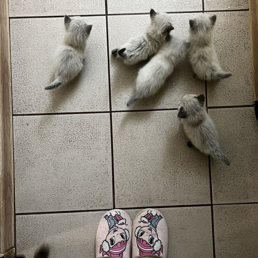 Невский маскарадный котёнок