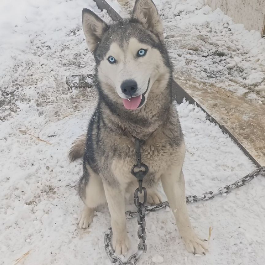 Сибирский хаски, взрослая собака
