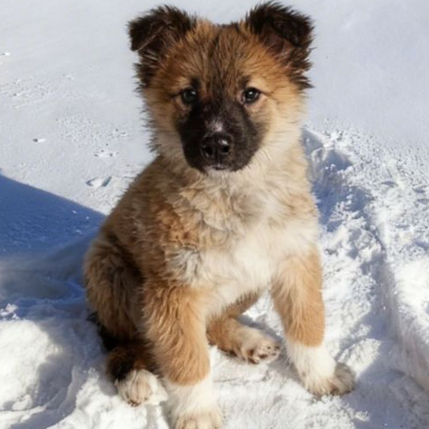 Щенок в добрые руки