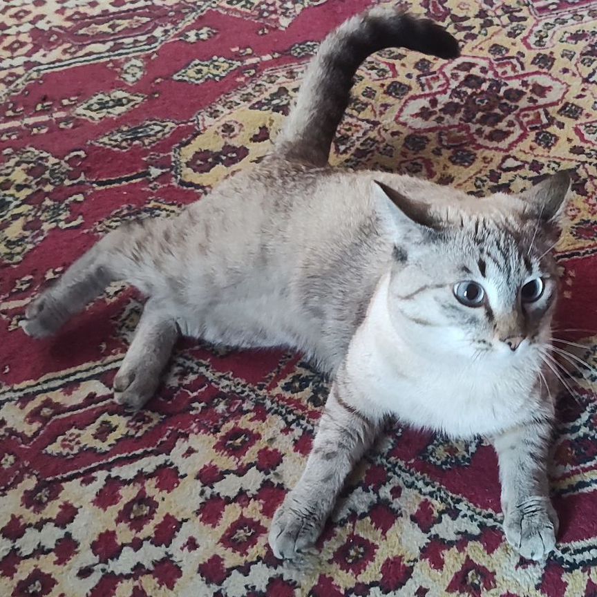 Кот