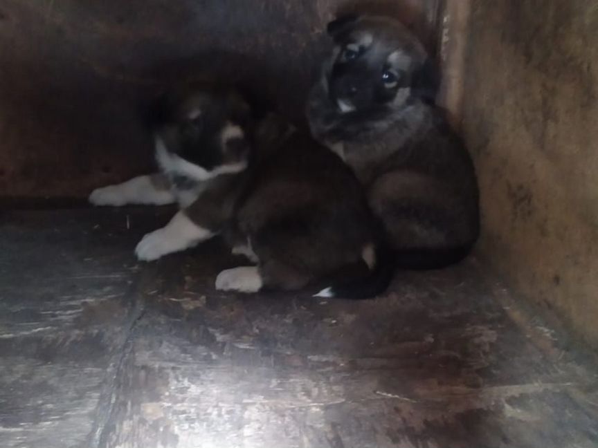 Отдам щенят безоплатно