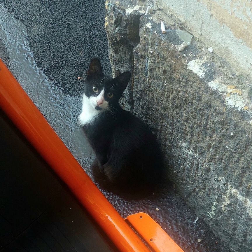 Котенок бесплатно в добрые руки