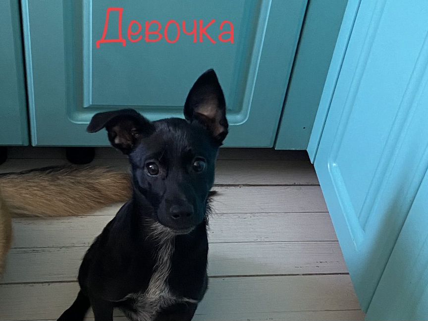 Собака в добрые руки щенок (щенки)