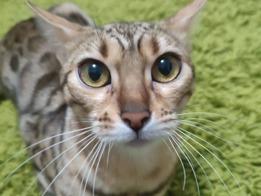 Бенгальская кошка в добрые руки