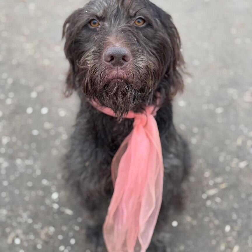 Собака из приюта