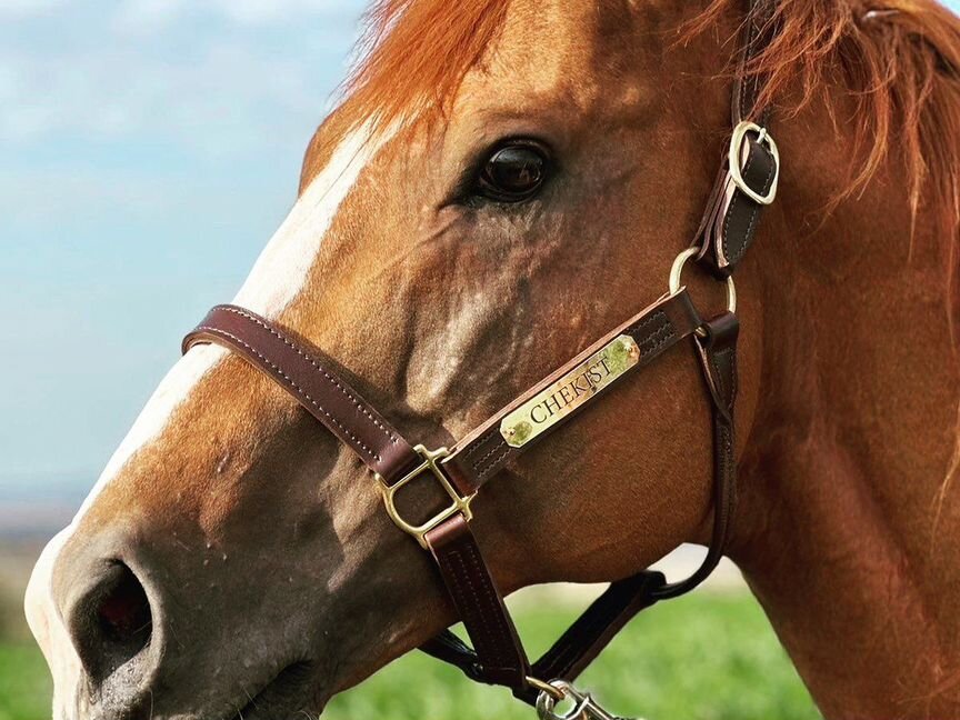 Кожаный недоуздок