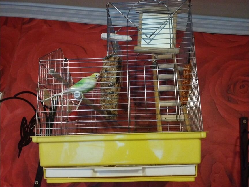 Отдам бесплатно клетку