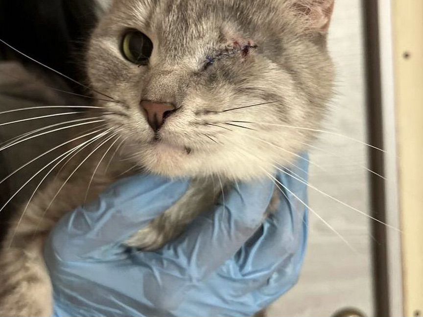 Кошка (стерелизована,привита) прочтите описание