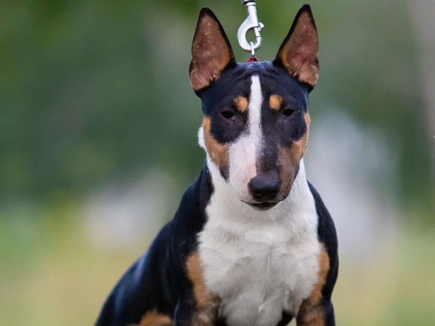 Девочка минатюрного бультерьера