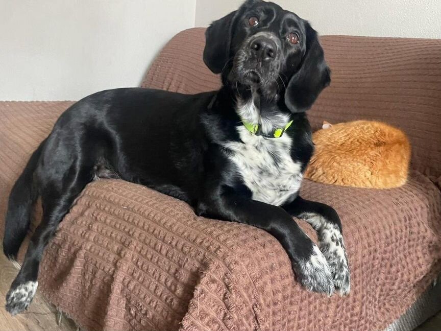 Собака в добрые руки