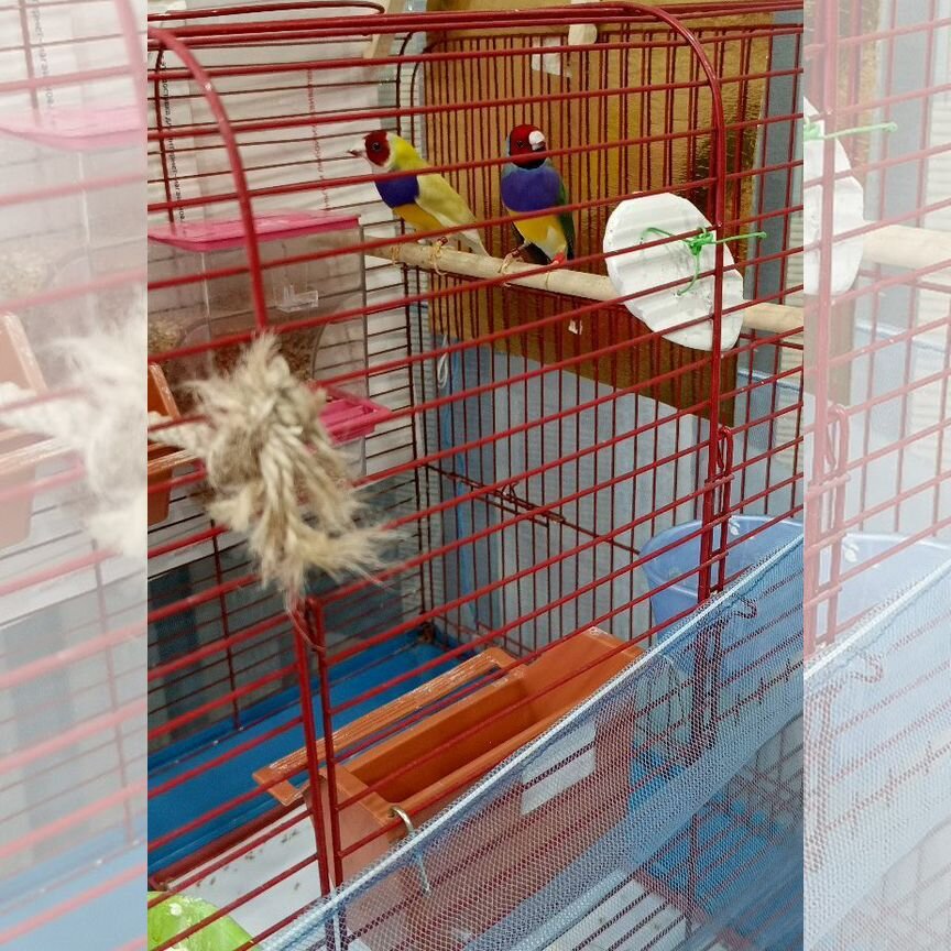 Амадины гульда