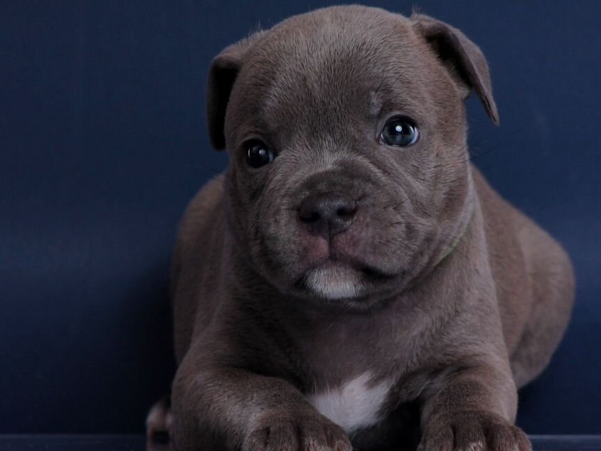 Щенки стаффордширского бультерьера