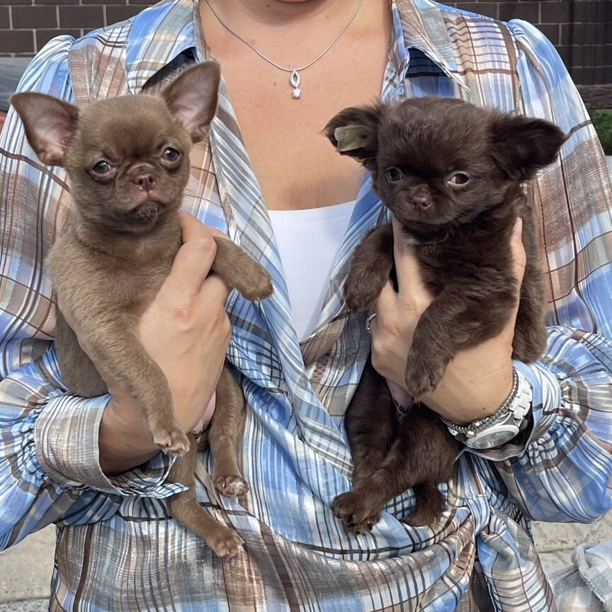 Щенки чихуахуа девочки