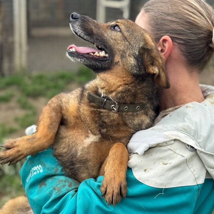 Взрослый пёс в добрые руки