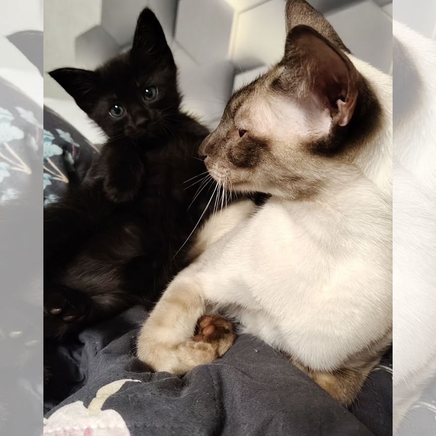 Ориентальный котёнок