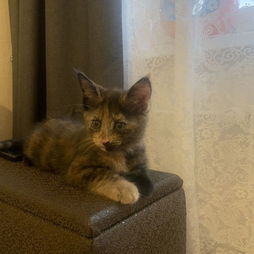 Котята