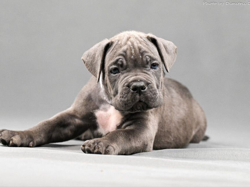 Щенки кане Корсо