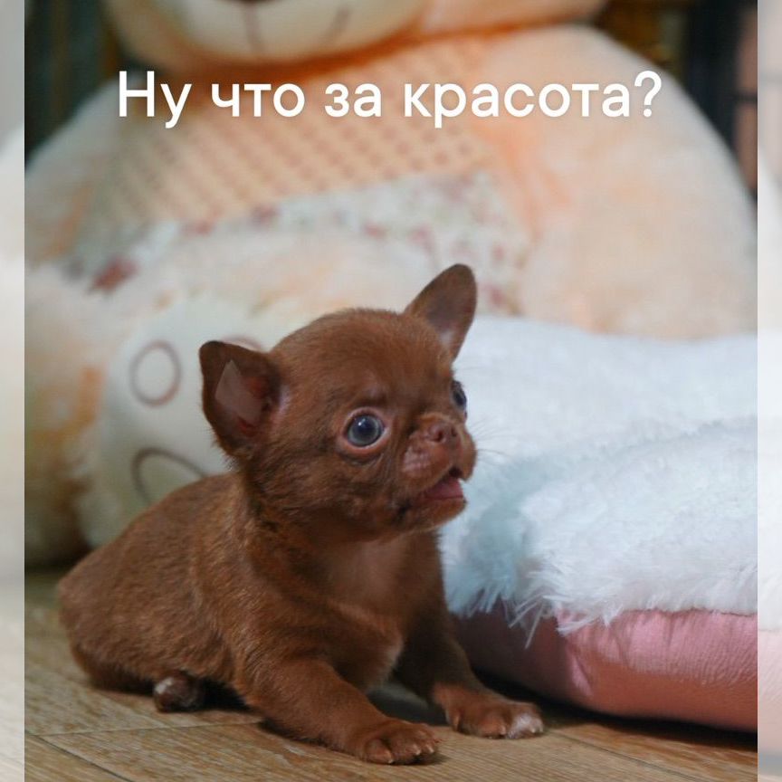 Щенки чихуахуа мини гладкошерстные
