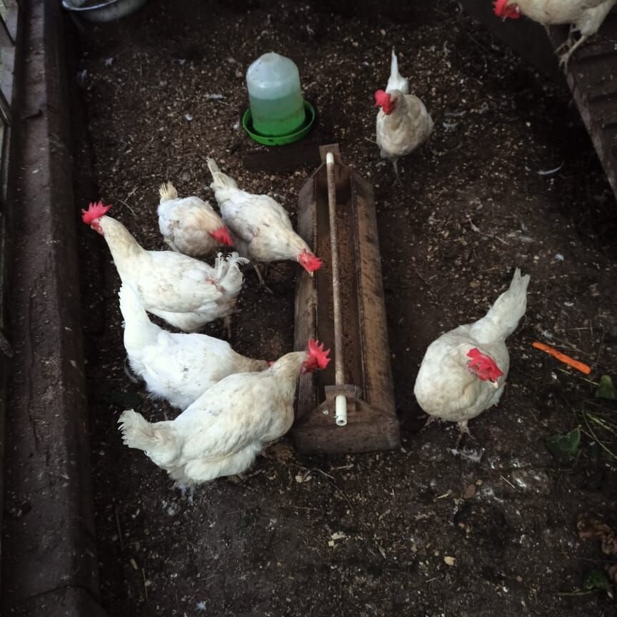 Куры несушки