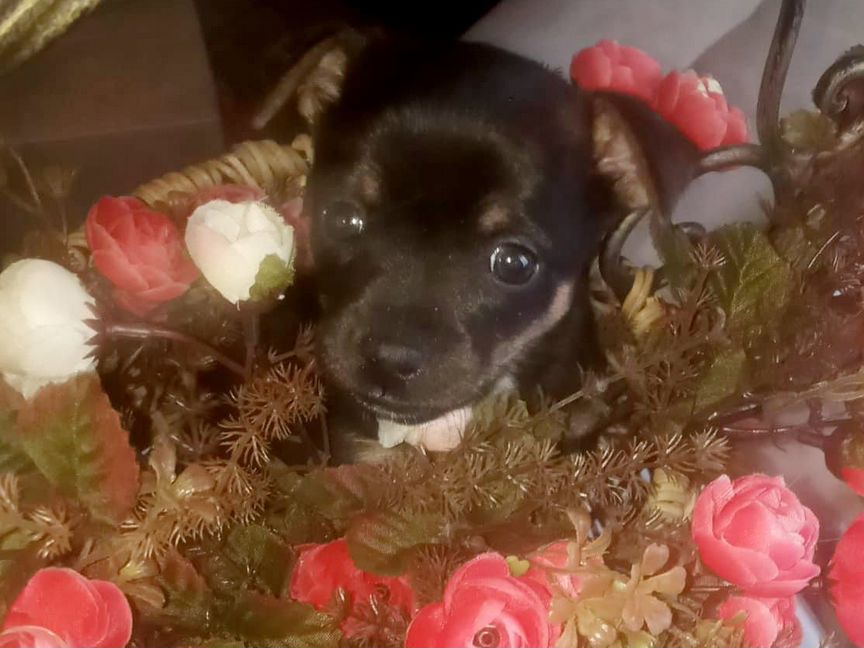 Щенки от тойки