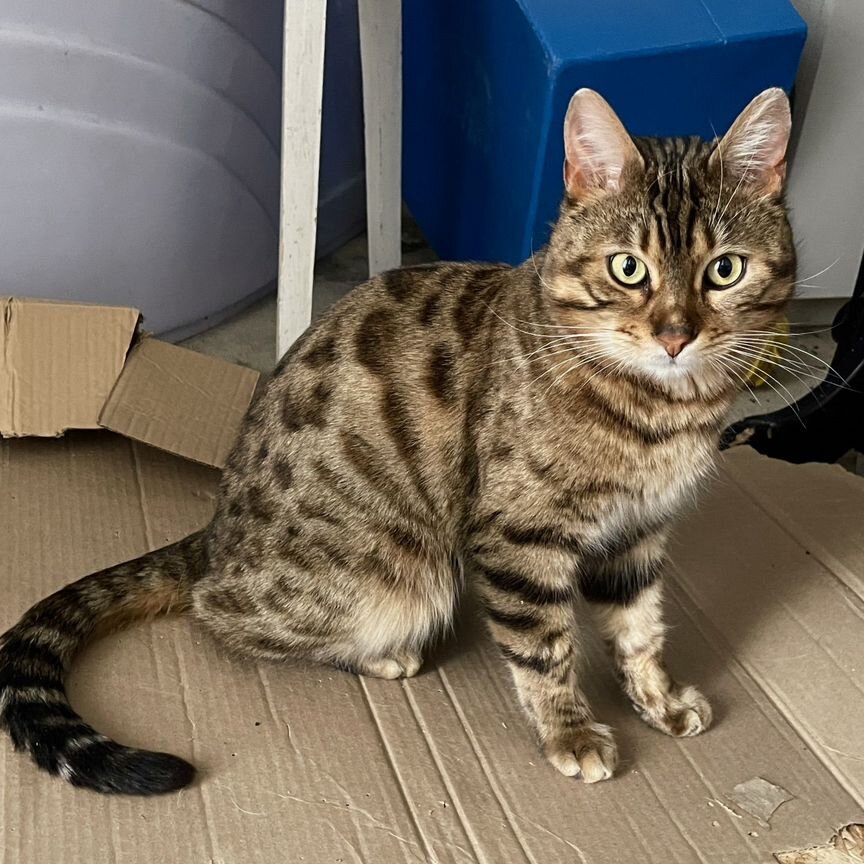 Ласковый пятнистый котик в добрые руки