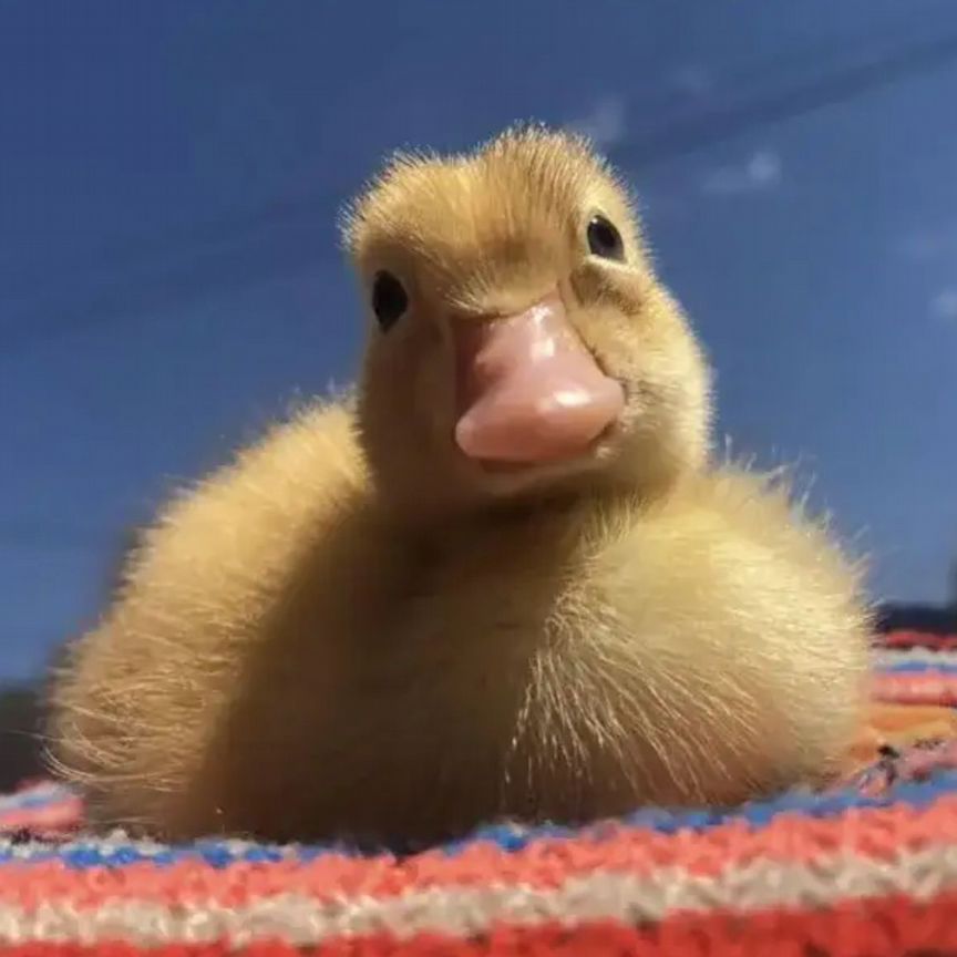 Яйца гусиные домашние